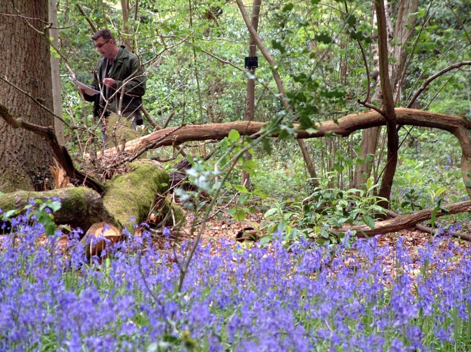 The Story of A GIANT by The Sons of TC-Lethbridge - It's Psychedelic ...