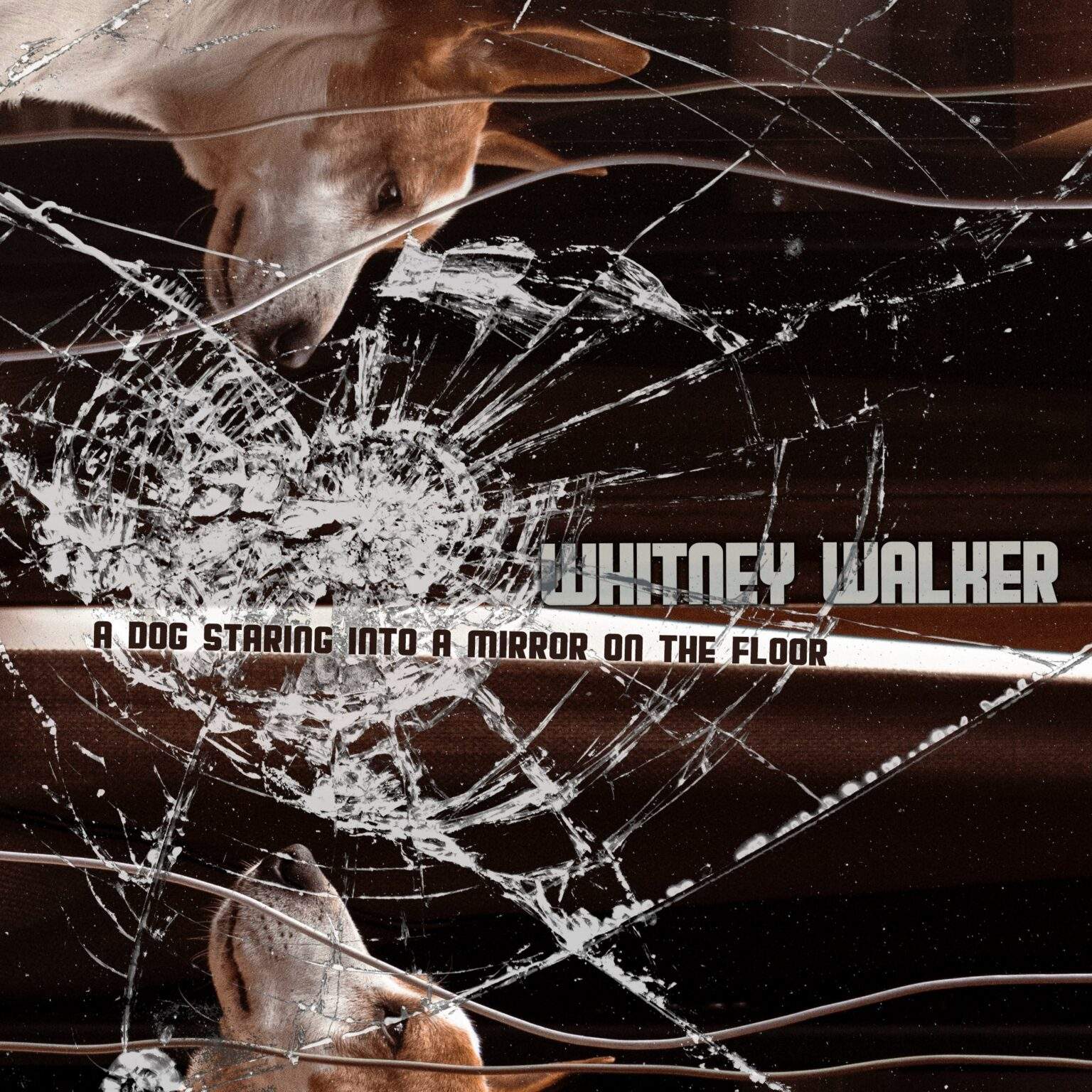 'Hey Buddy' by Whitney Walker | New Album, 'A Dog Staring Into a Mirror ...